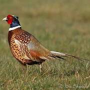 Galliformes - Oiseaux.net