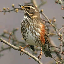 Grive mauvis - Turdus iliacus