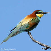 Coraciiformes - Oiseaux.net