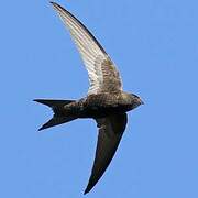 Apodiformes - Oiseaux.net
