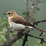 Traquet oreillard - Oenanthe hispanica