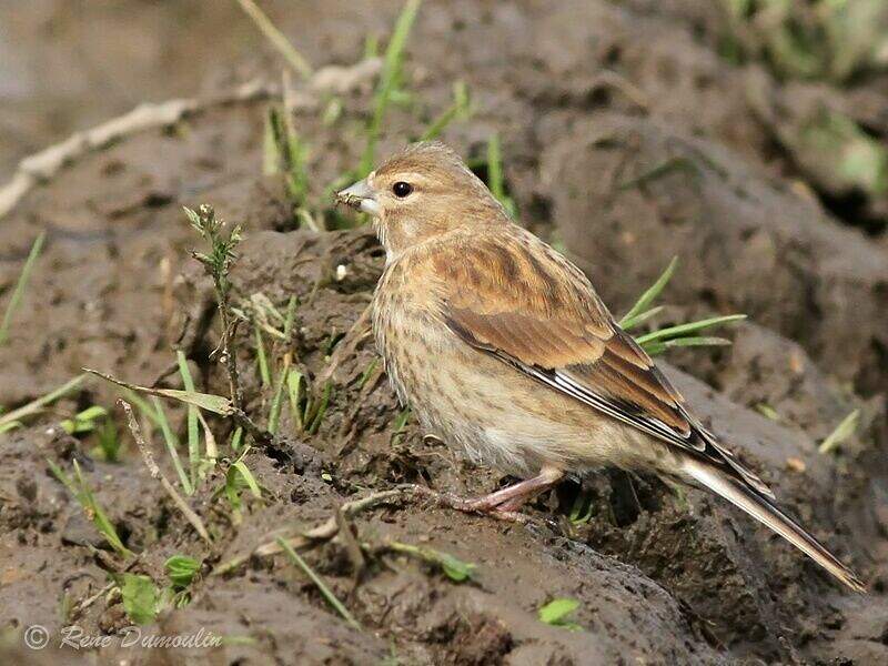 Common Linnet - Linaria cannabina juvenile - redu166832