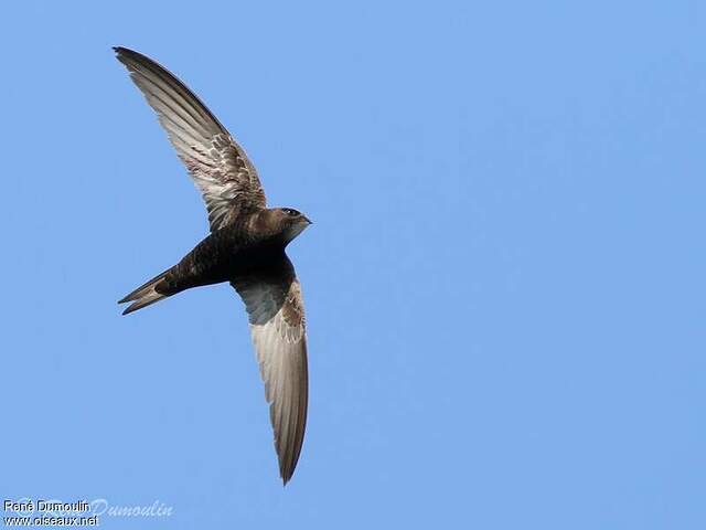 Martinet noir adulte - redu142240