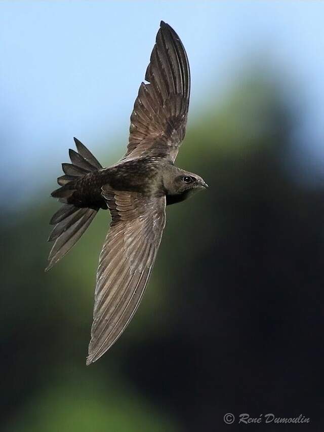 Martinet noir - redu268918