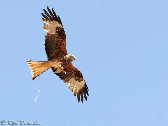 Milan royal adulte - redu32636