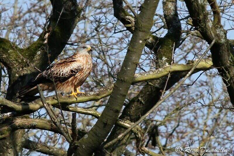 Milan royal immature - redu135899