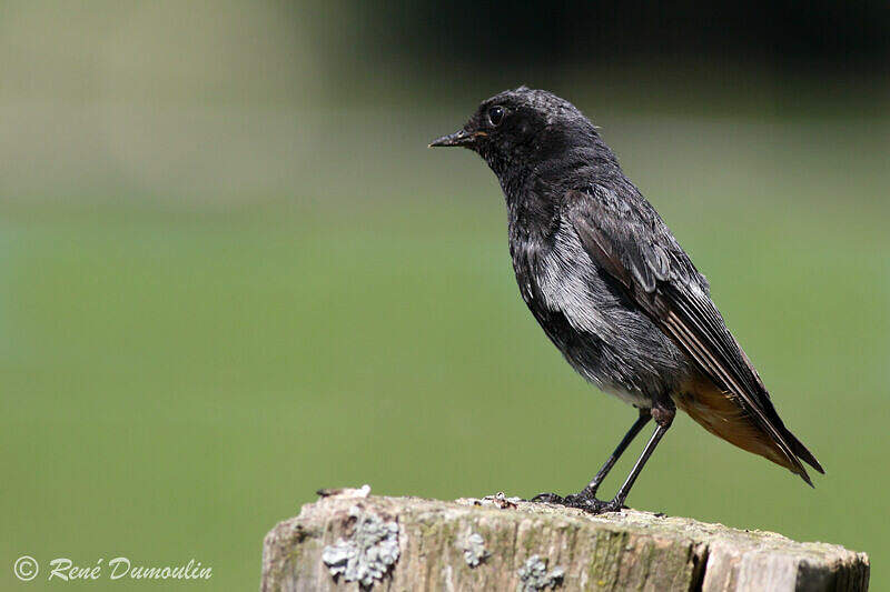 Rougequeue noir mâle adulte - redu73012