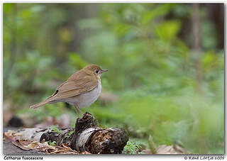 Grive fauve - relo12171