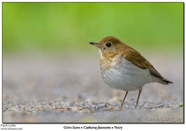 Grive fauve adulte - relo51584