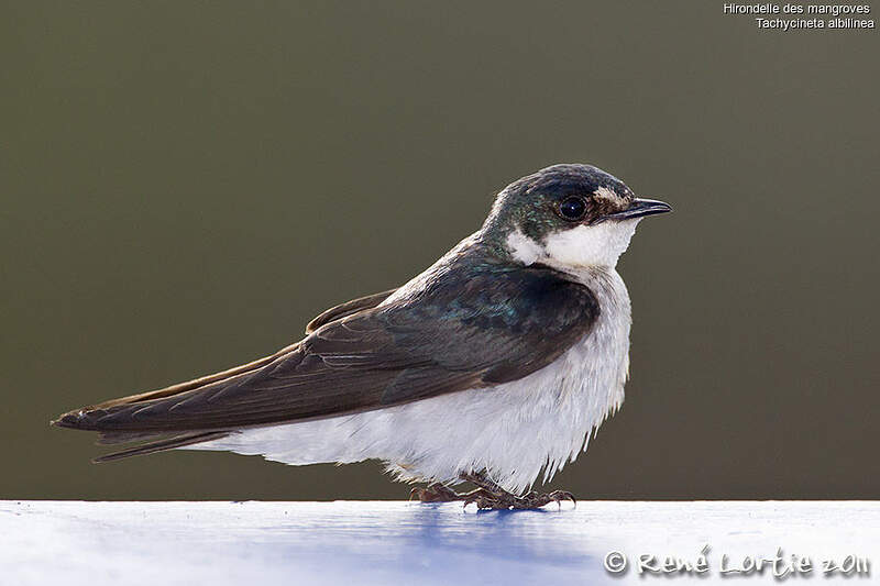 Mangrove Swallow - Tachycineta albilinea - relo101736