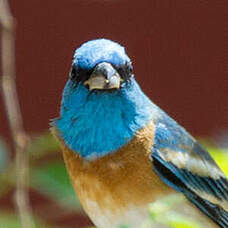 Passerin azuré - Passerina amoena