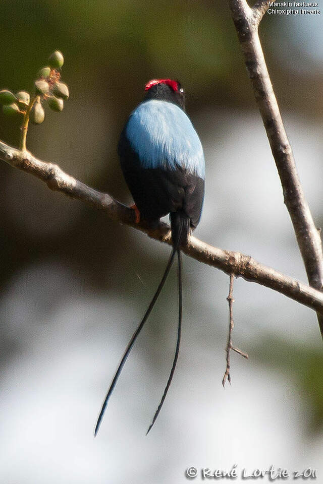 Long-tailed Manakin - Chiroxiphia linearis adult - relo101947