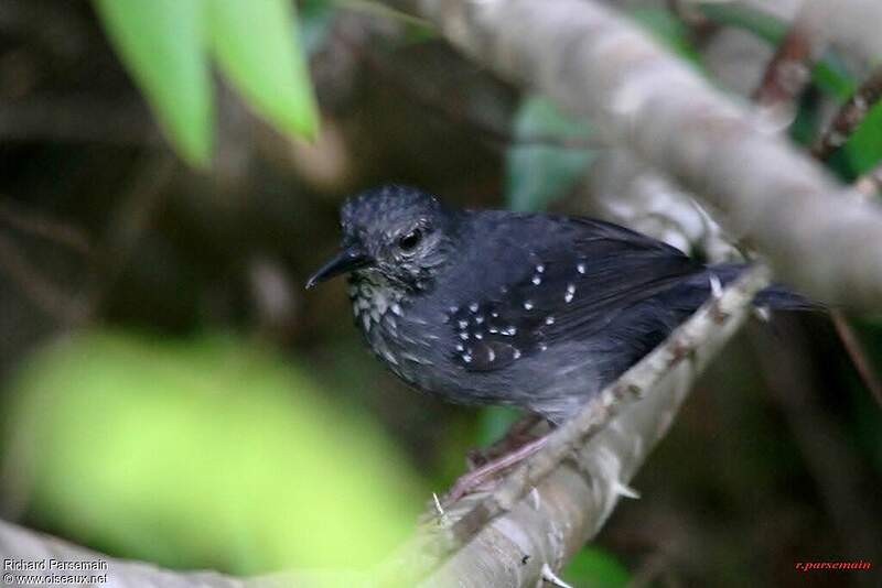 Alapi paludicole adulte - ripa178699