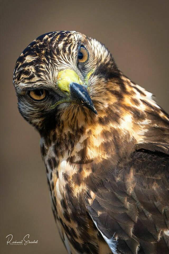 Buse des Galapagos immature - rist333703