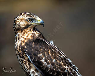 Buse des Galapagos immature - rist333704