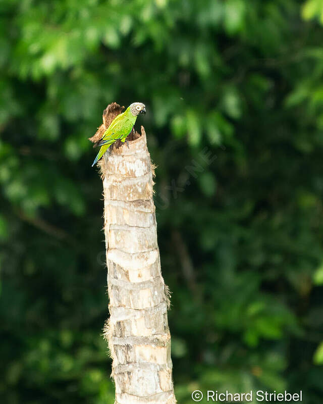 Conure de Weddell - rist353276