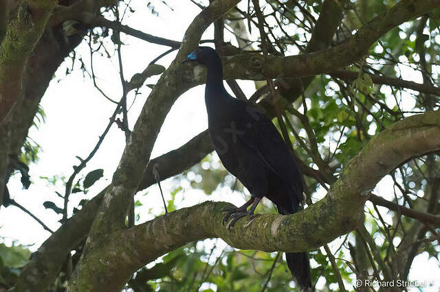 Pénélope unicolore - rist360274