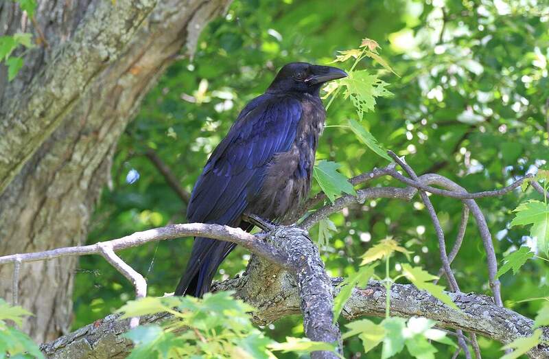 Grand Corbeau juvénile - fori260856