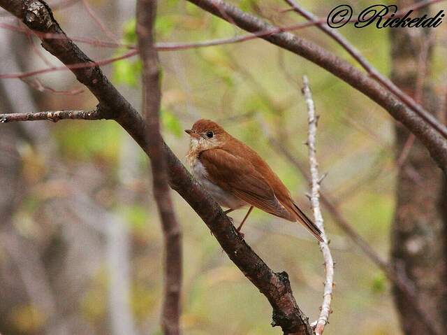 Grive fauve - fori195819