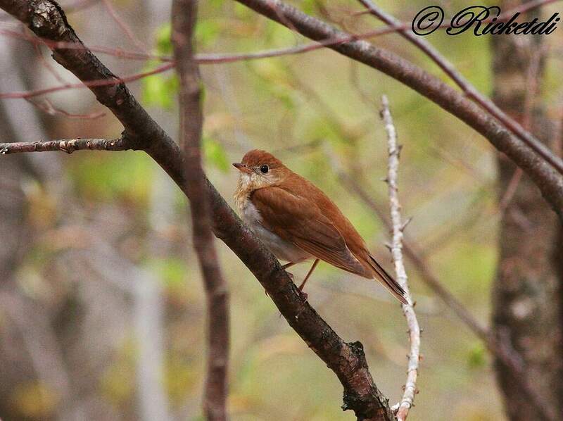 Grive fauve - fori195819