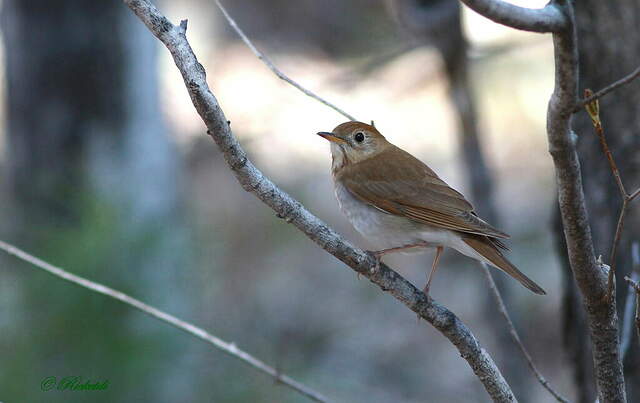 Grive fauve - fori203699