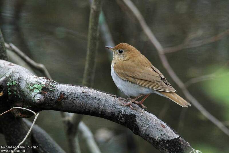 Grive fauve adulte - fori260513