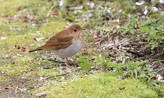 Grive fauve adulte - fori269138