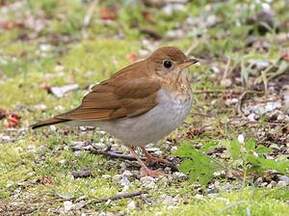Grive fauve - Catharus fuscescens