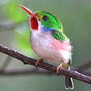 Todidés - Oiseaux.net