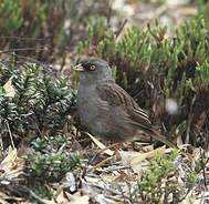 Volcano Junco - Junco vulcani