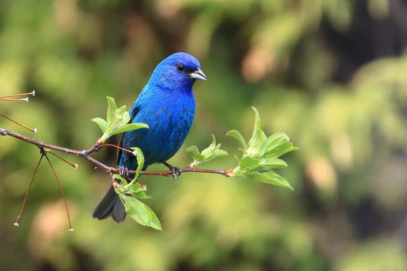 Passerin indigo - fori303213