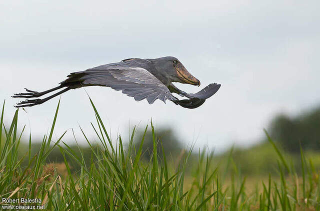 Bec-en-sabot du Nil adulte - roba191956