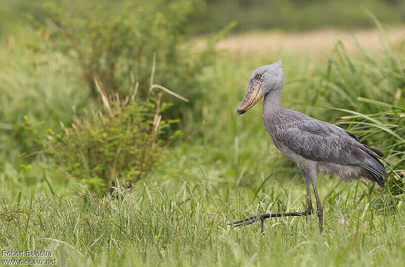 Bec-en-sabot du Nil adulte - roba191957