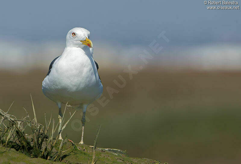 Goéland leucophée - Larus michahellis - roba157926