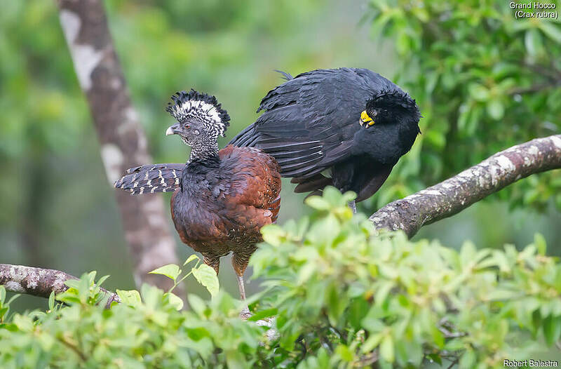 Grand Hocco adulte - roba323266