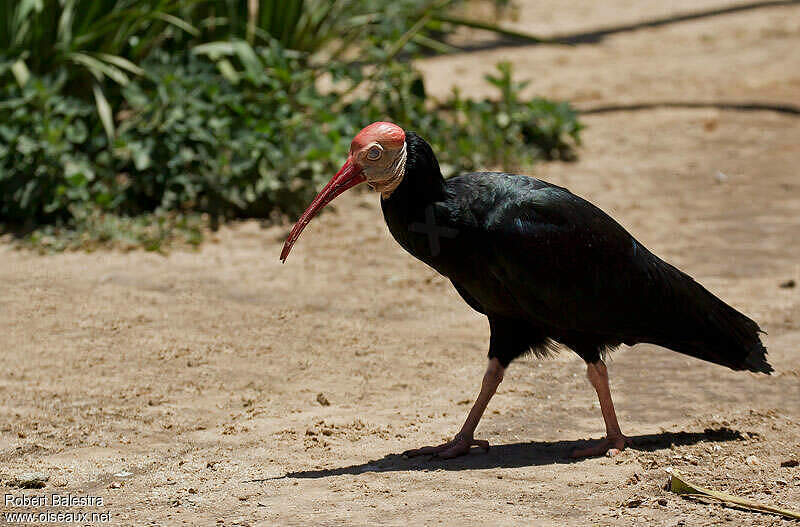 Southern Bald Ibis - Geronticus calvus adult - roba151834