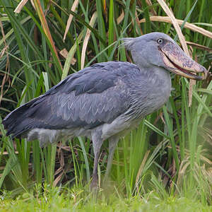 Bec-en-sabot du Nil - Balaeniceps rex