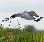 Bec-en-sabot du Nil - Balaeniceps rex