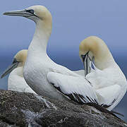 Sulidés - Oiseaux.net