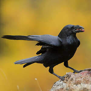 Grand Corbeau - Corvus corax