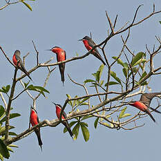 Guêpier gris-rose - Merops malimbicus