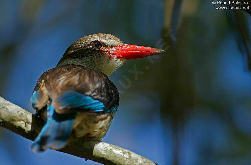 Martin-chasseur à tête brune mâle adulte - roba151336