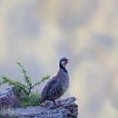 Photos d'oiseaux par Robert Balestra - ref:roba