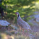 Photos d'oiseaux par Robert Balestra - ref:roba