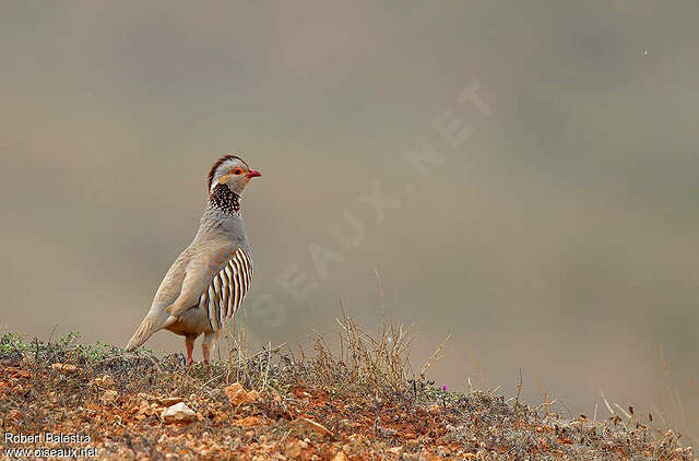 Perdrix gambra adulte - roba196433