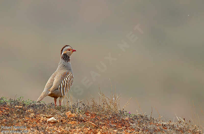Perdrix gambra adulte - roba196433
