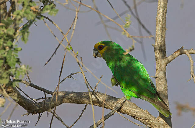 Perroquet à face jaune - Poicephalus flavifrons - roba175825