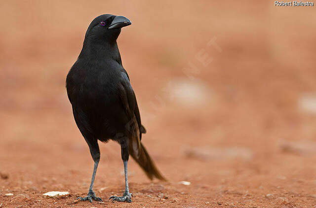 Piapiac africain - roba190691