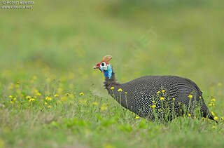 Pintade de Numidie - roba152671