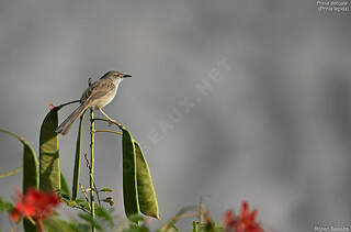 Prinia délicate - roba260160
